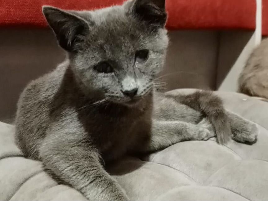 Котёнок