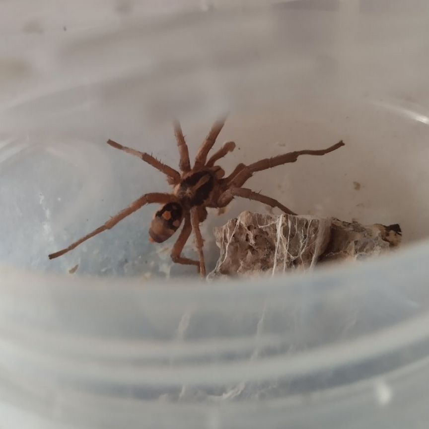 Самец Hapalopus sp. «Colombia Gross»