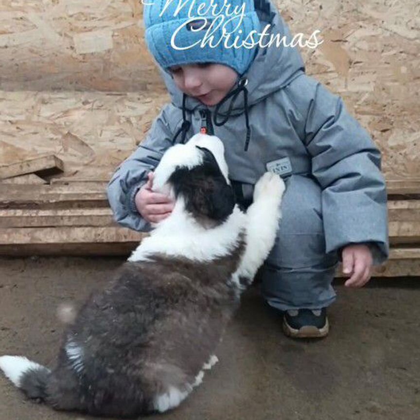 Сенбернар, щенок