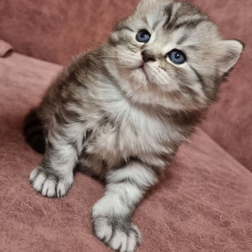 Шотландский вислоухий короткошёрстный котёнок