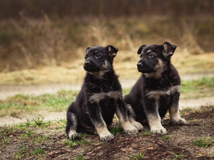 Восточноевропейская овчарка