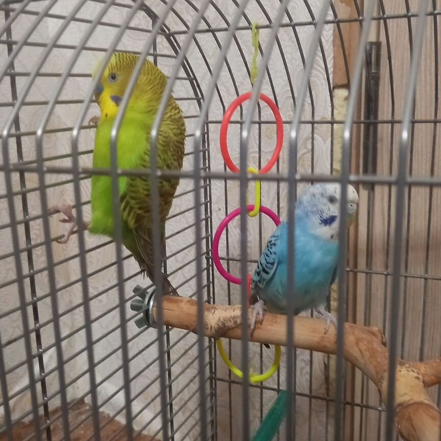 Волнистый попугай