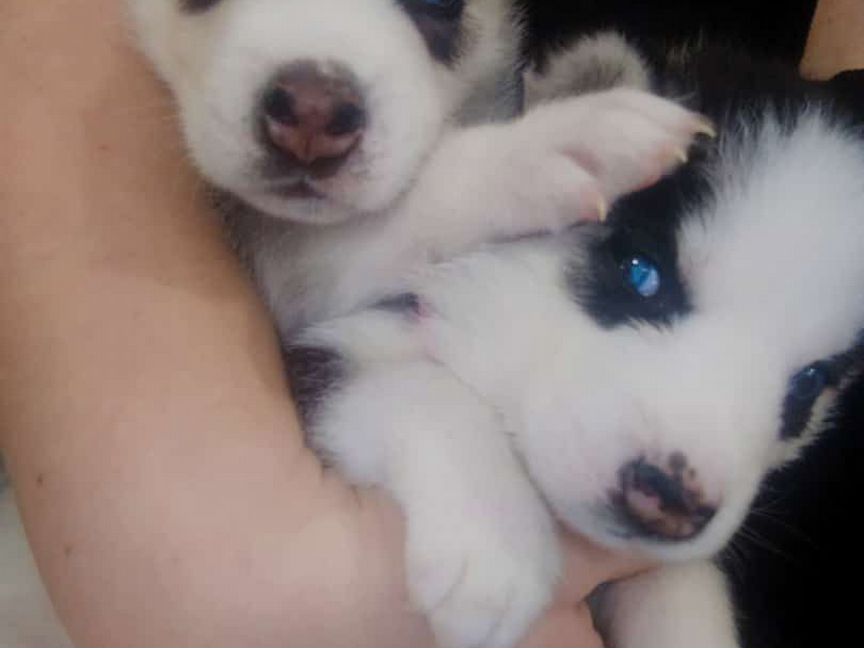 Щенки сибирской хаски