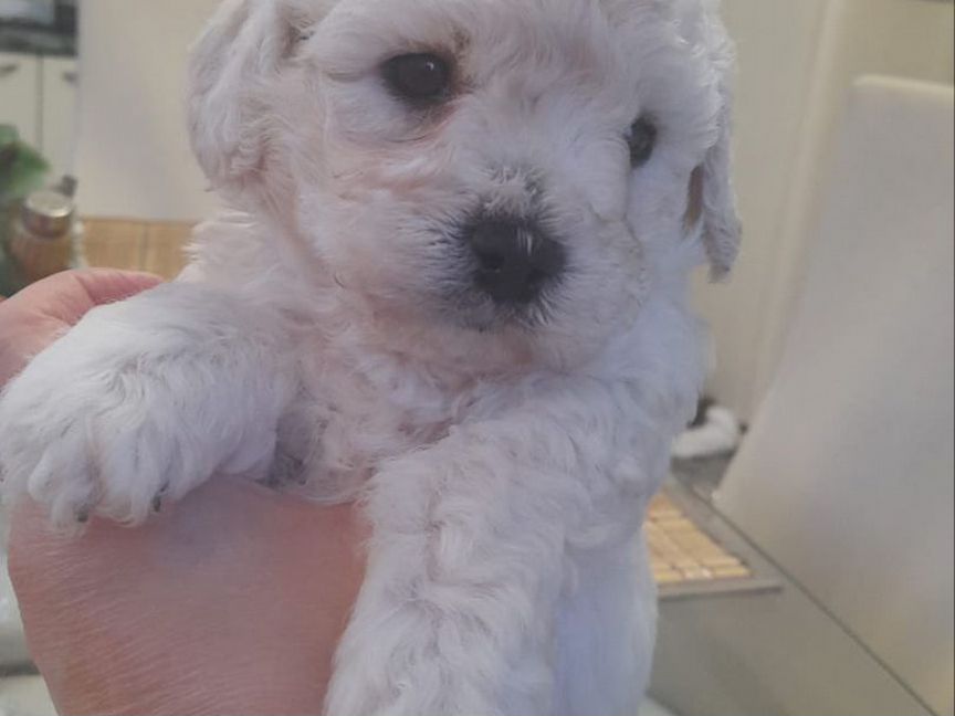 Бишон фризе