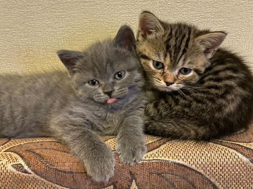Британские котята