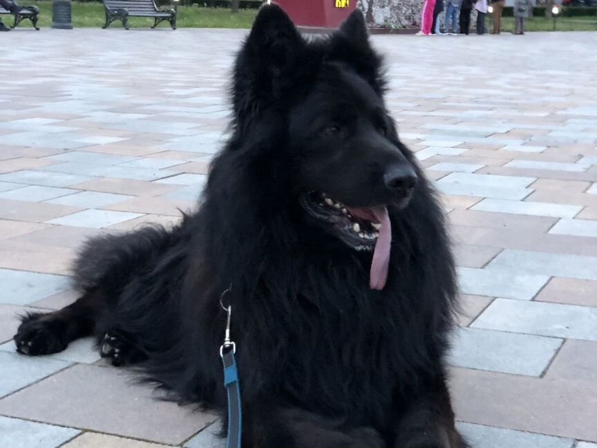 Вязка собак