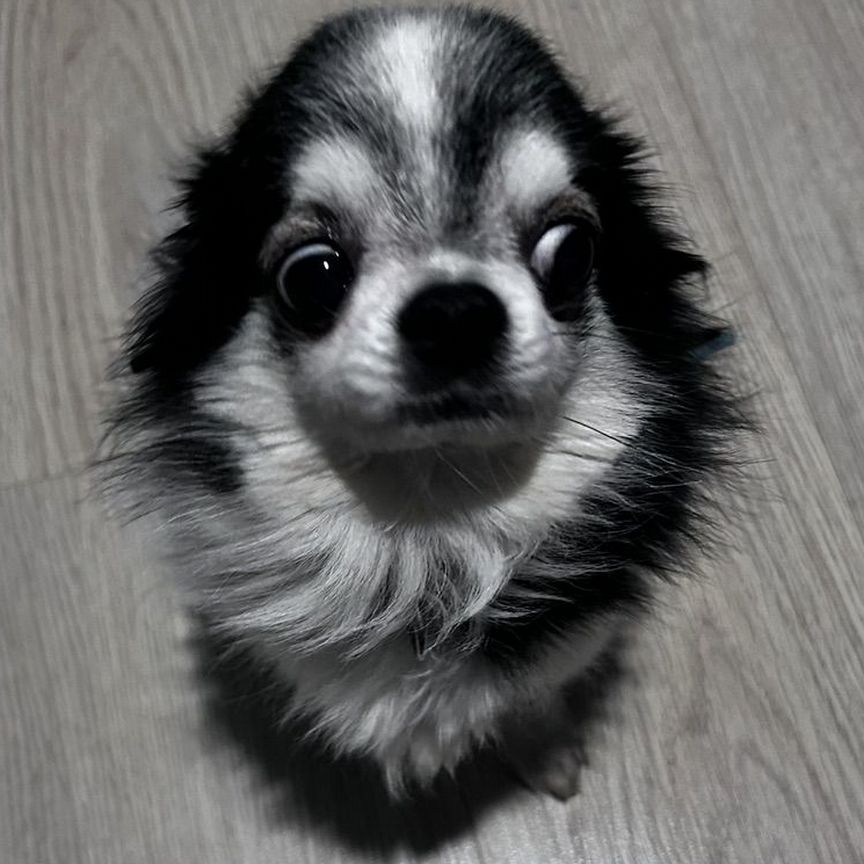 Чихуахуа мини