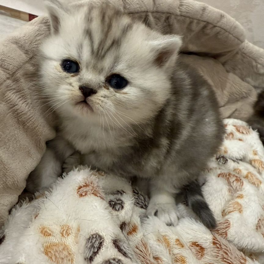Шотландский прямоухий короткошёрстный котёнок