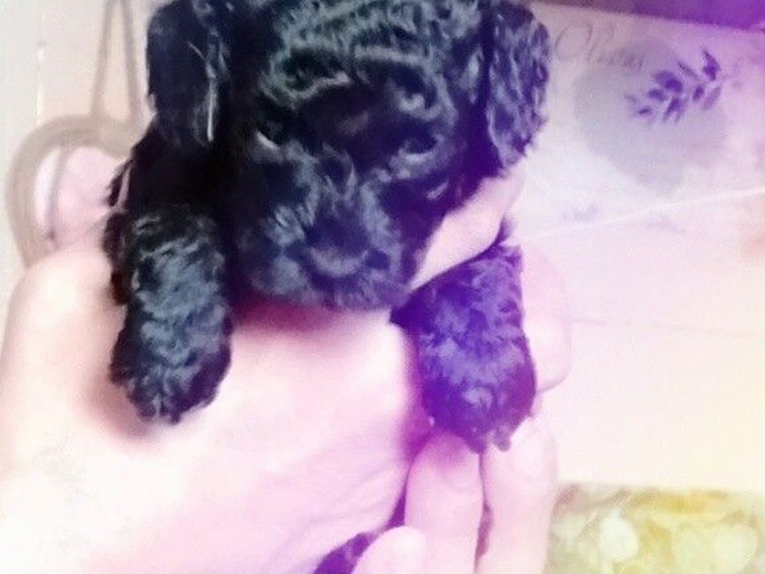 Продам девочку