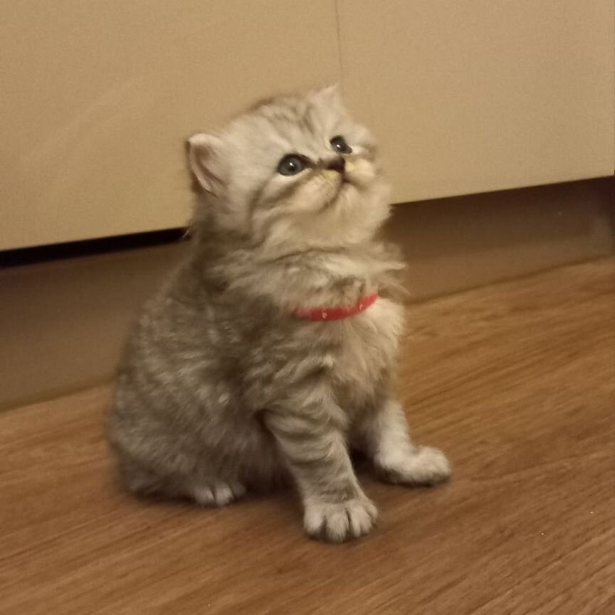 Британские котята