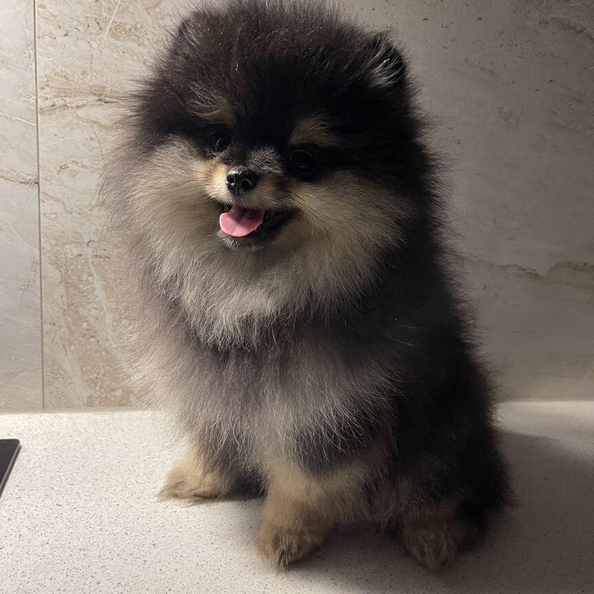 Немецкий шпиц, щенок