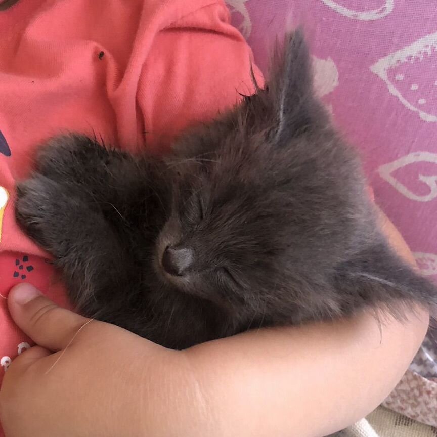 Котенок в добрые руки