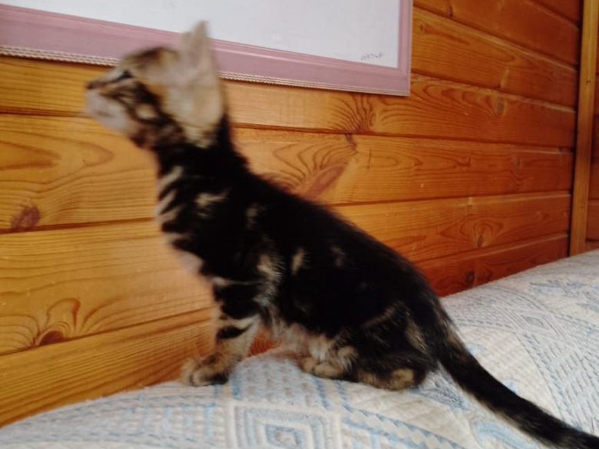 Бенгальские котята