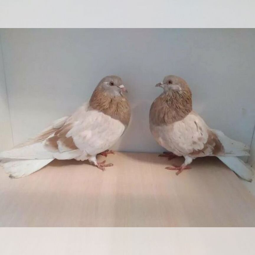 Ижевские голуби