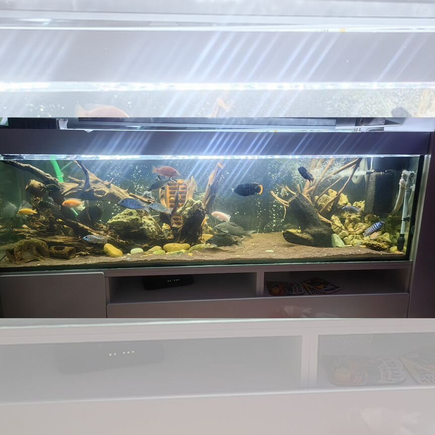 Малавийские цихлиды