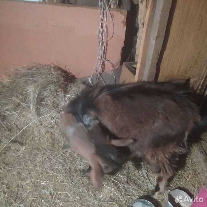 Козел на племя