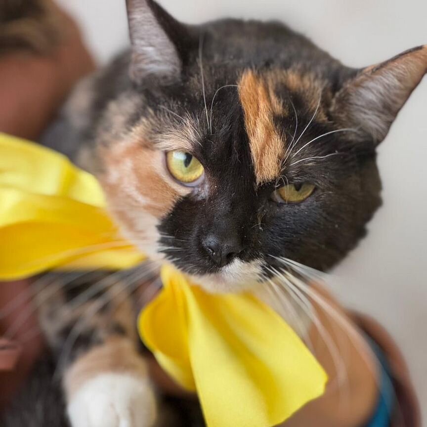 Медея ищет дом