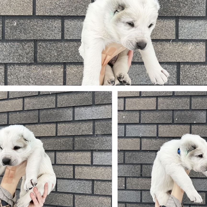 Среднеазиатская овчарка, щенок