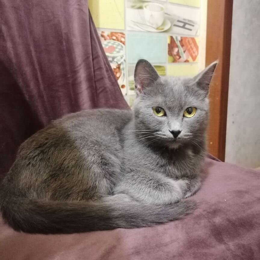 Беременная кошка