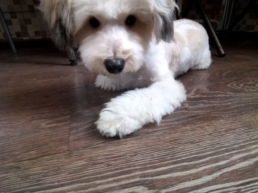 Болонка в добрые руки