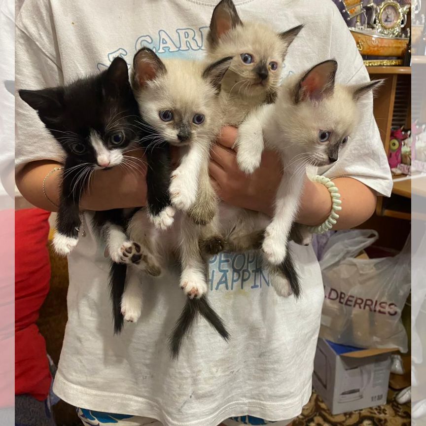 Котёнок в добрые руки