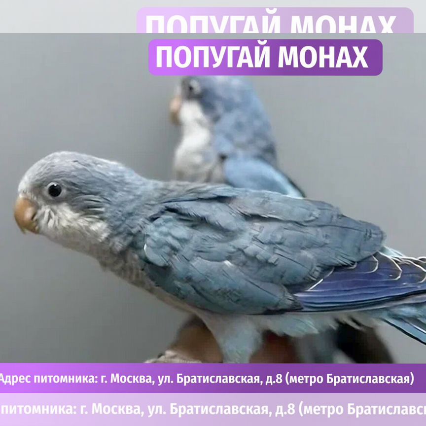 Попугай Монах