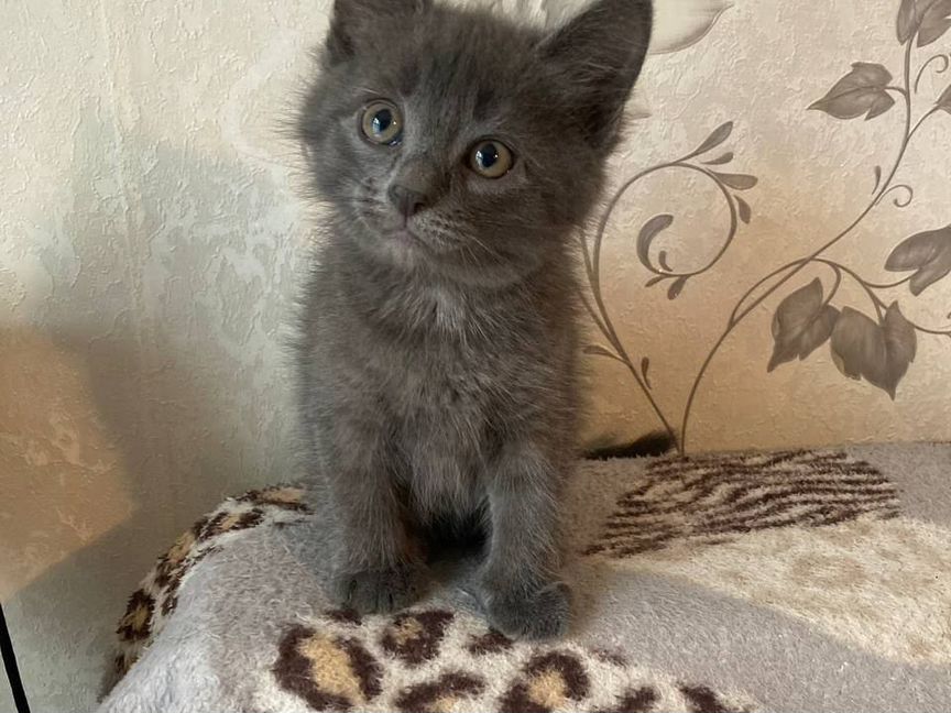 Котенок 1,5 месяца