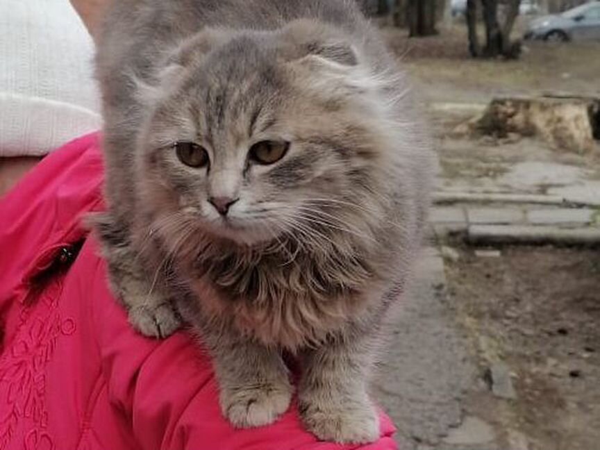 Кошечка-потеряшка