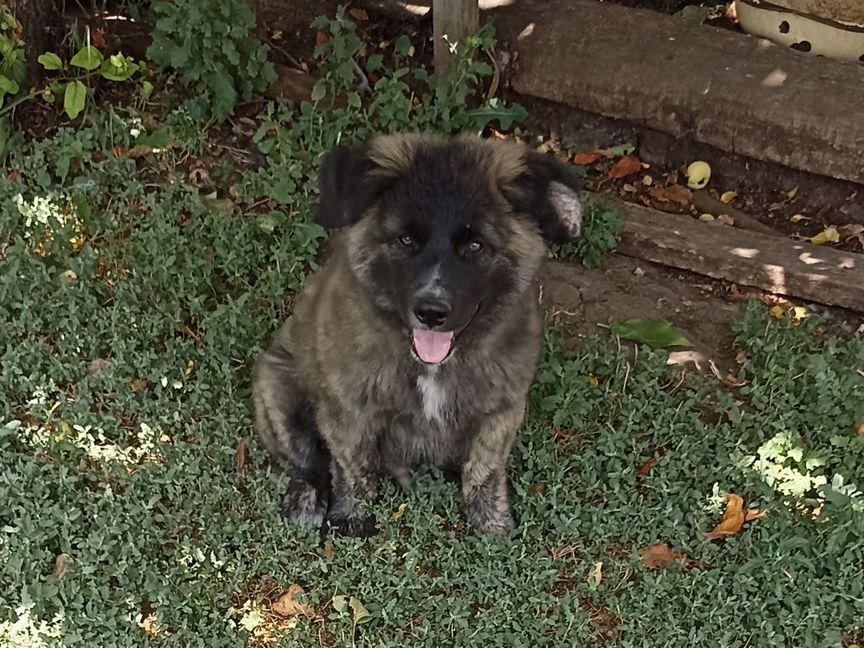 Щенок азорской пастушьей