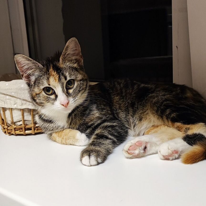 Котёнок Лика с необычным окрасом