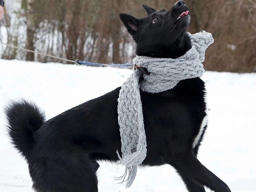 Собака в добрые руки бесплатно