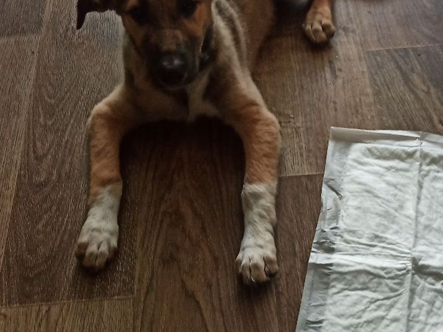 Щеночек спаниель