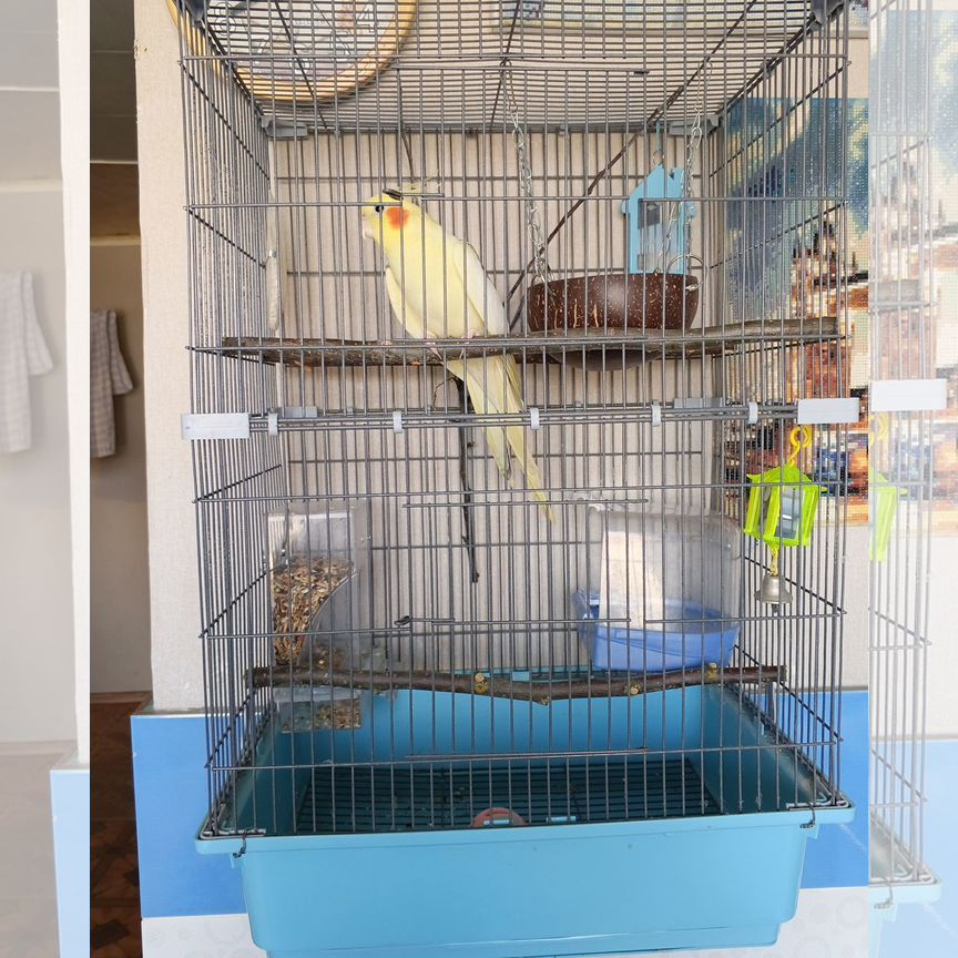 Попугай карелла