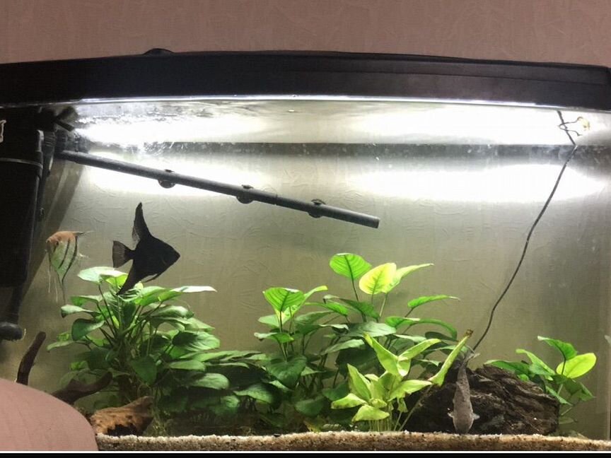 Аквариум с тумбой бу 180л плюс фильтр