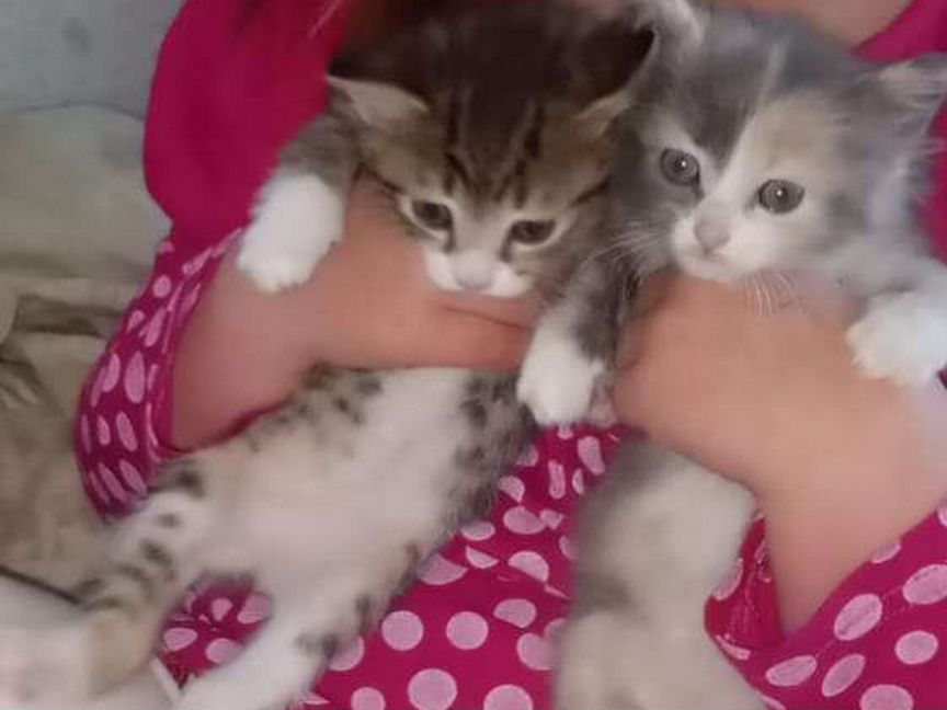 Отдам в хорошие руки катенка