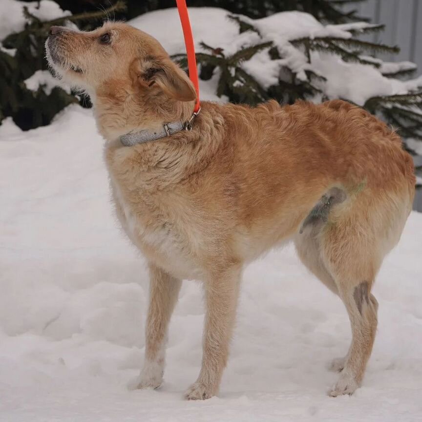 Взрослая собака в добрые руки