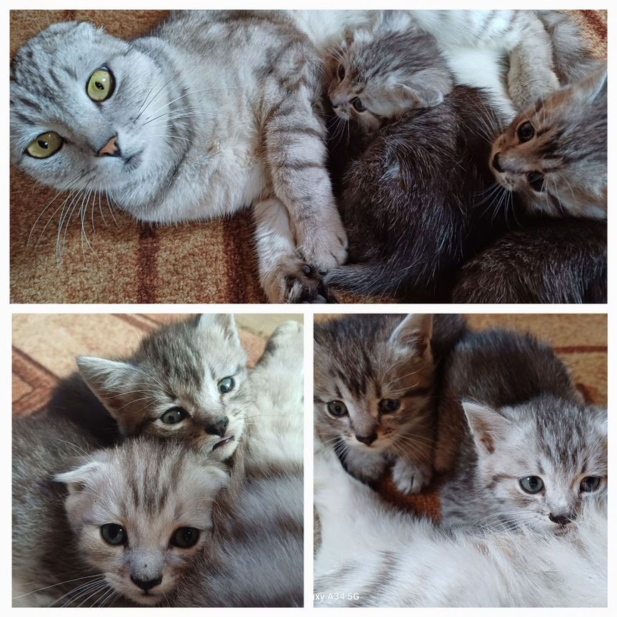 Отдам котят от шотландской кошки