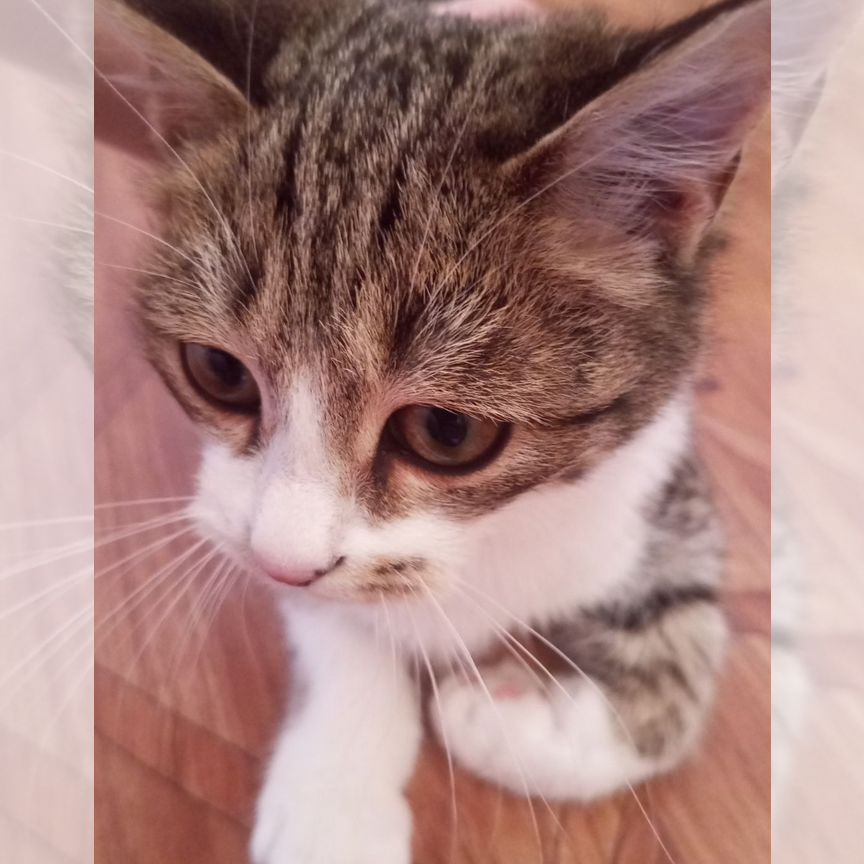 Котёнок в добрые руки