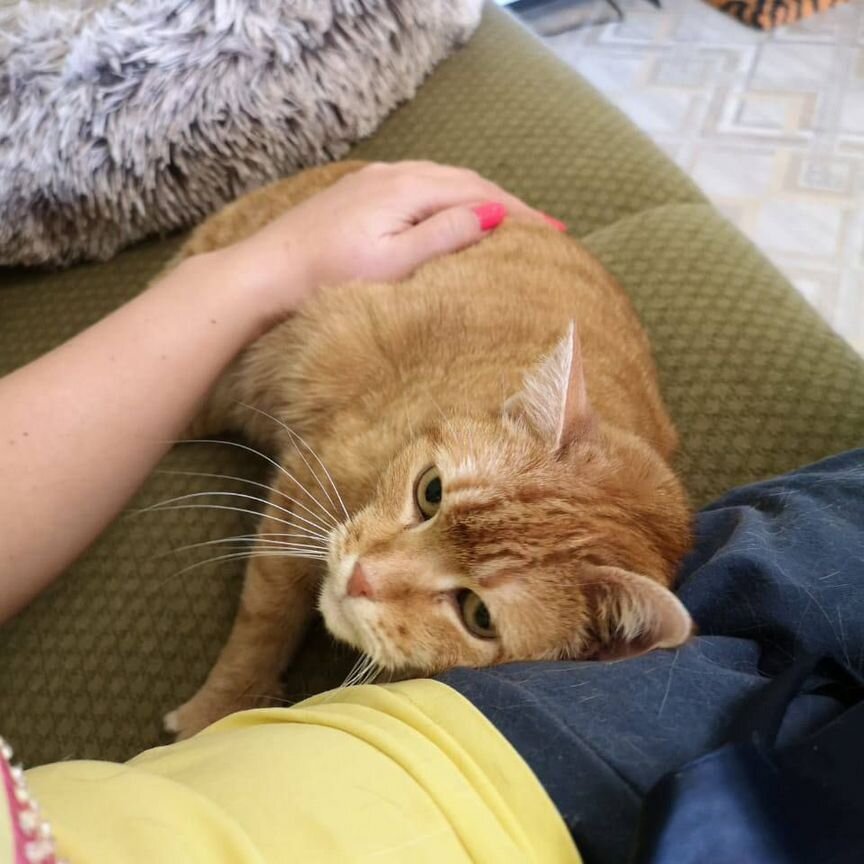 Персиковая кошечка ищет любящую семью