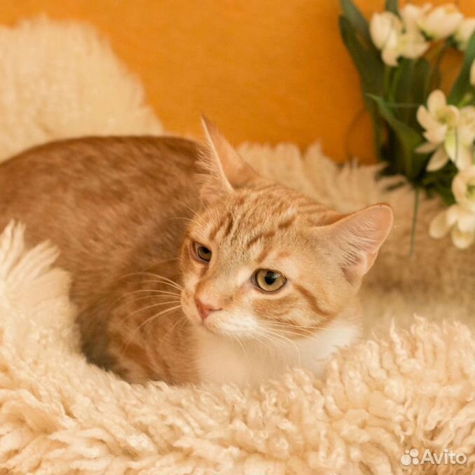 Шикарный рыжик