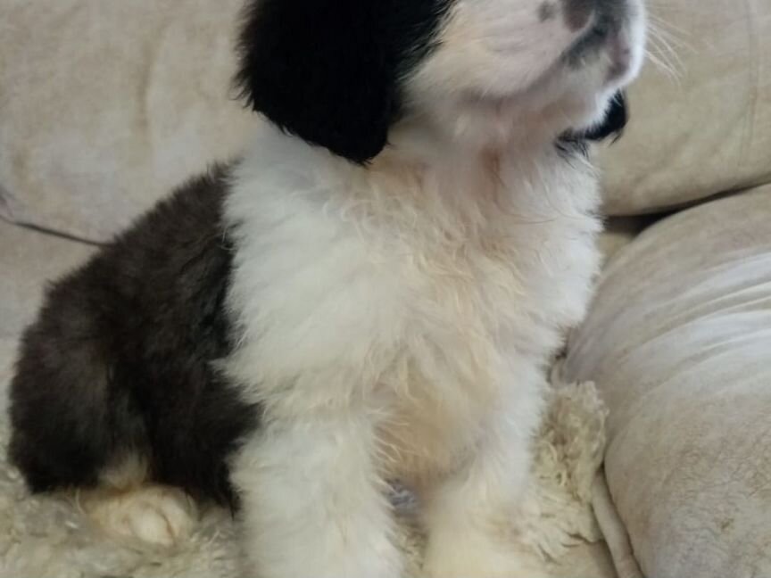 Щенки сенбернара