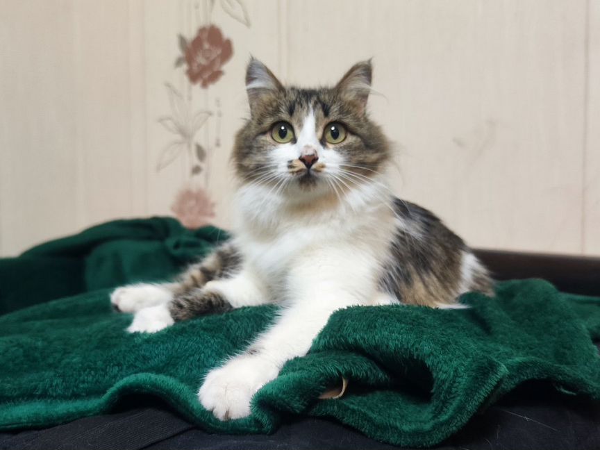 Кошка