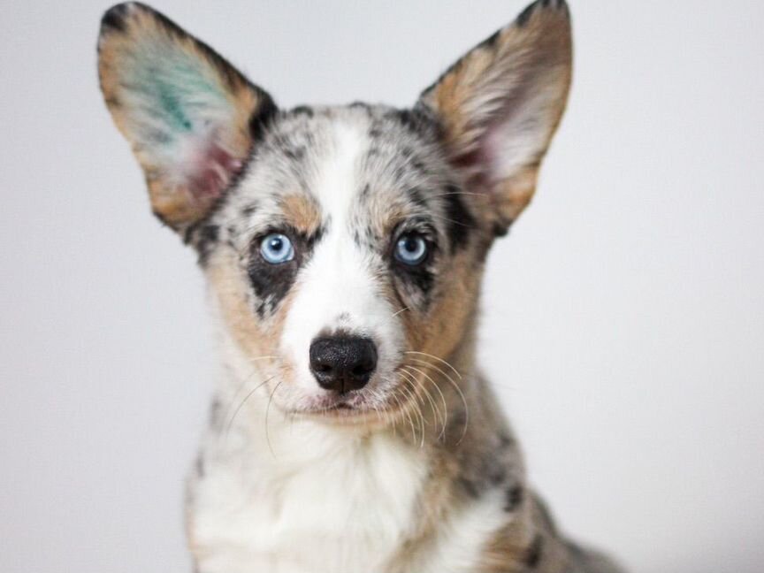 Нереальный мраморный корги