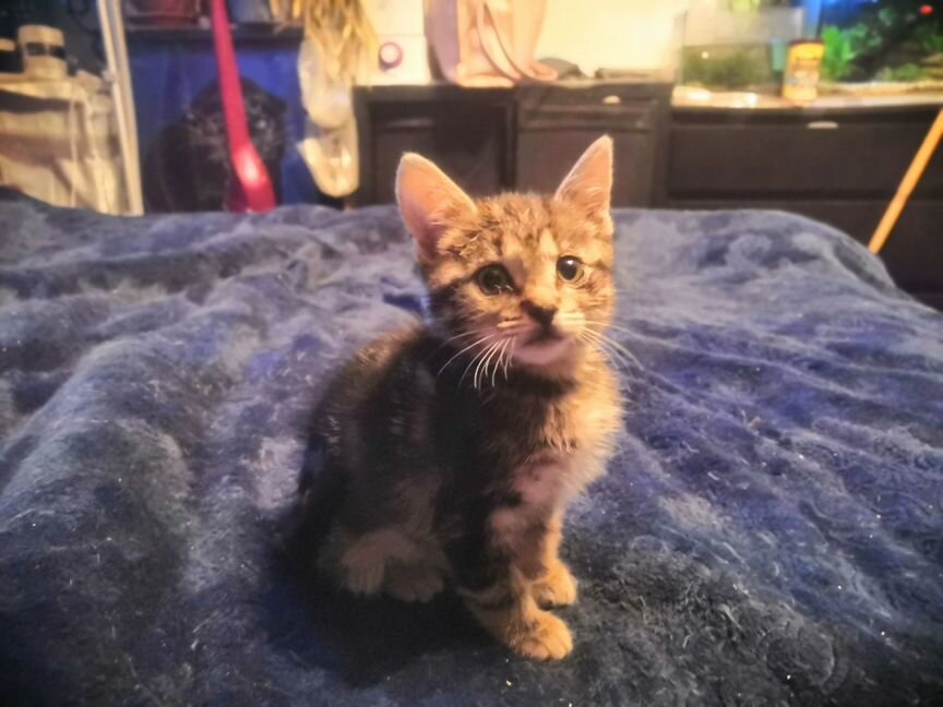 Котенок мальчик в добрые руки