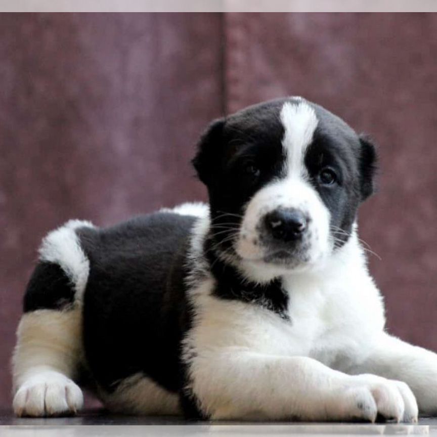 Щенки алабая продажа