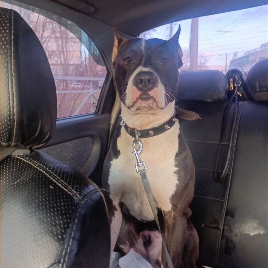 Отдам стаффа в добрые руки