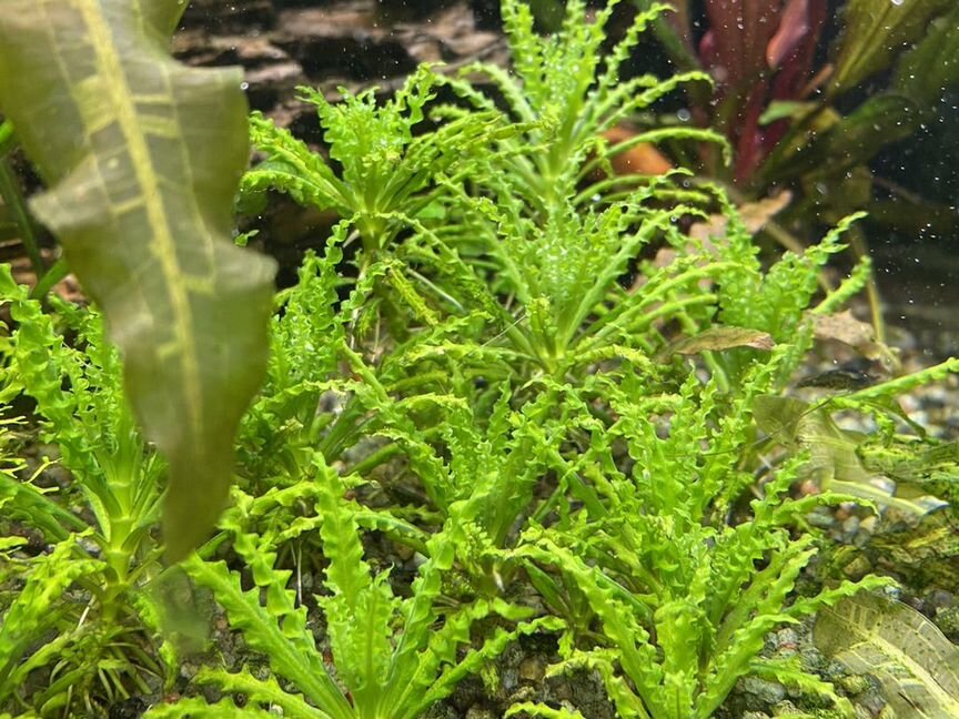 Аквариумные растения