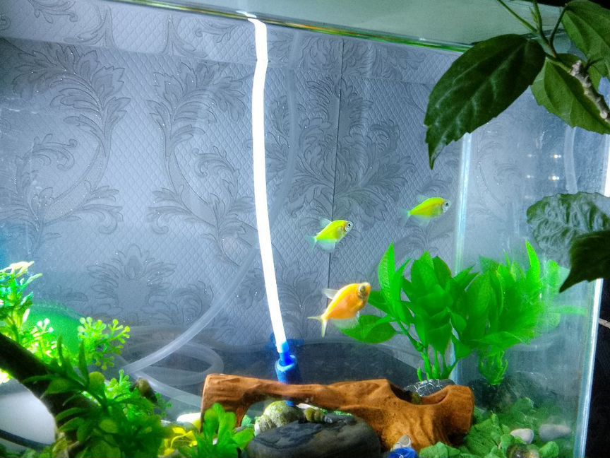 Аквариум + картина стекло