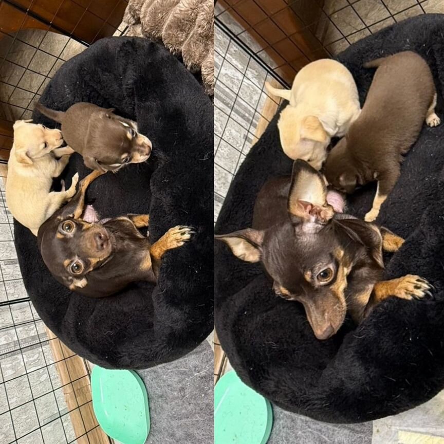 Русский той-терьер, щенок