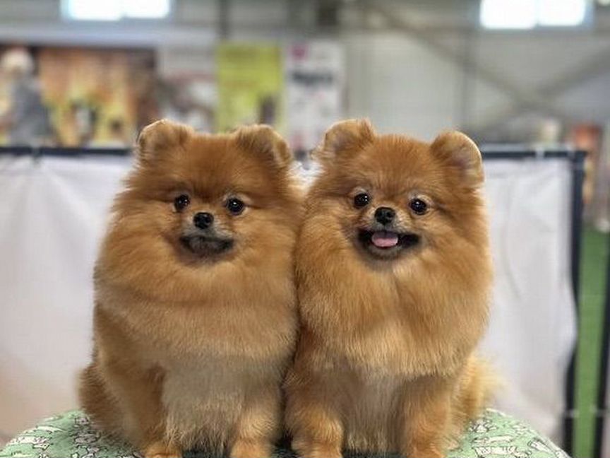 Померанский шпиц девочки